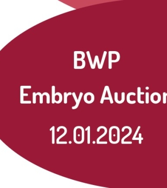 BWP Embryo Auction | Belgian Warmblood